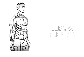 Anatomical Planes & Motions