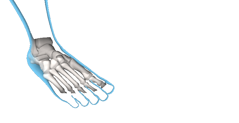 Anatomical Planes & Motions