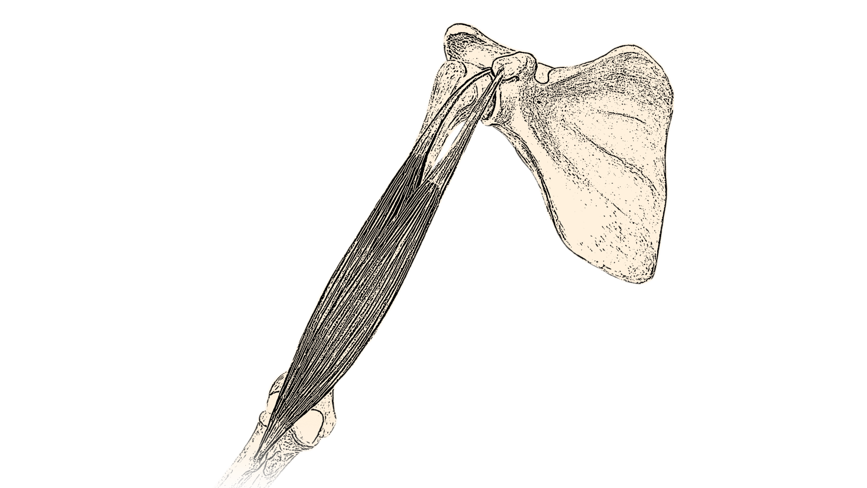 Muscles Classification Based on Function