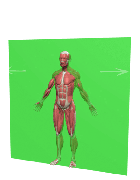 Kinematics of Human Movement